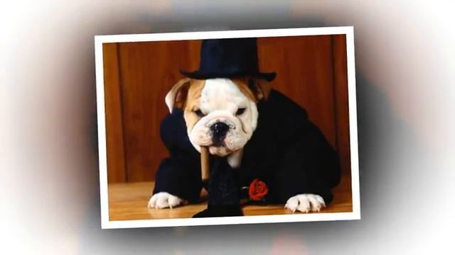 бульдог 2016 ГОДА