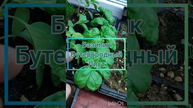 Базилик в рассаде