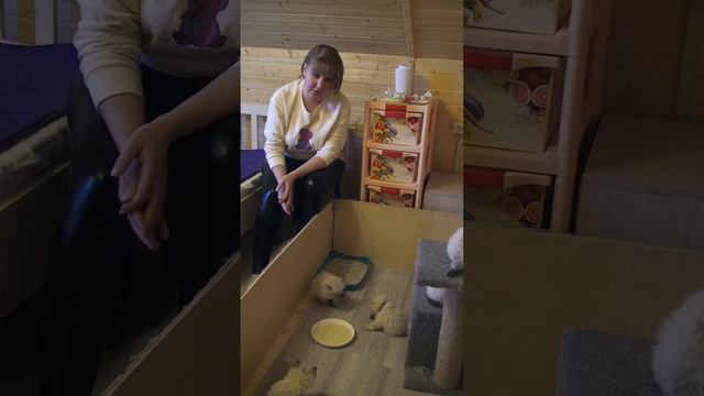 Питомник кошек Маскарадный вальс // Невские маскарадные котята помет X #shorts