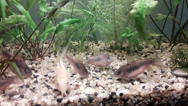 Сомики коридорасы