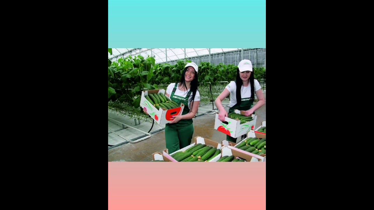 Виртуальная экскурсия  ООО Тепличный комбинат "Белый город"