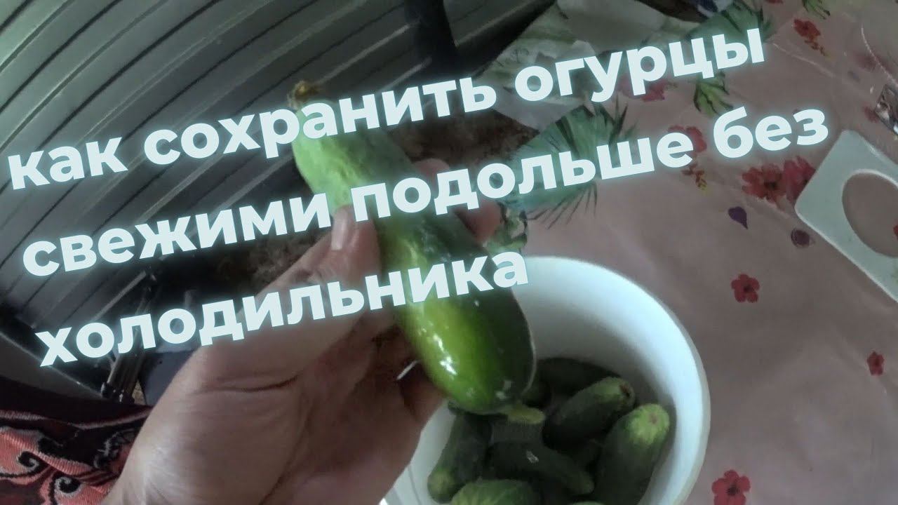 Как сохранить огурцы свежими подольше без холодильника. ПРОВЕРКА ЛАЙФХАКА.