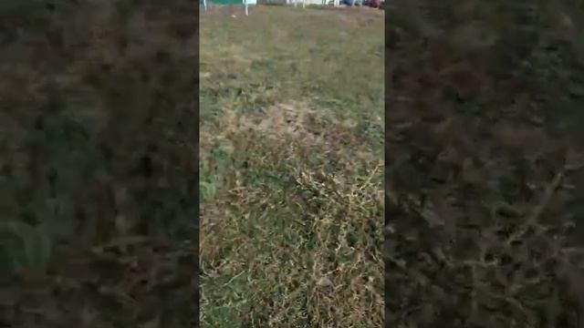 Щенки породы Эпаньол Бретон.mp4