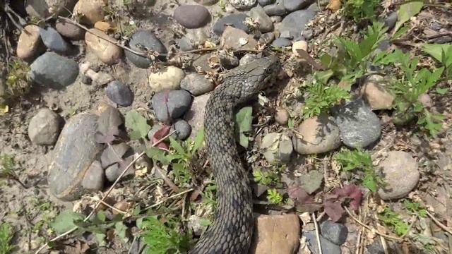 Метровый водяной уж2