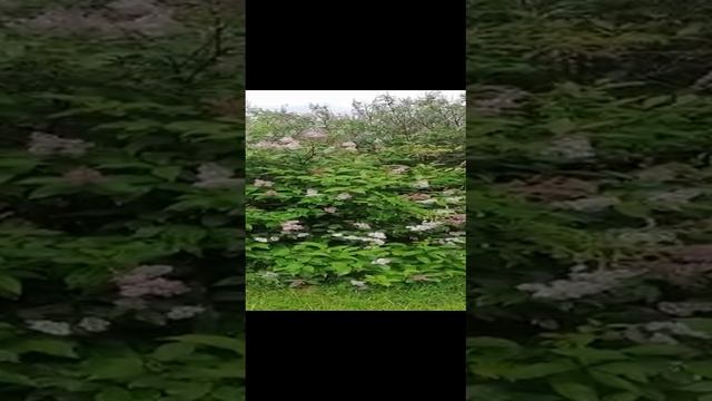 Парк в Бутово (Москва)