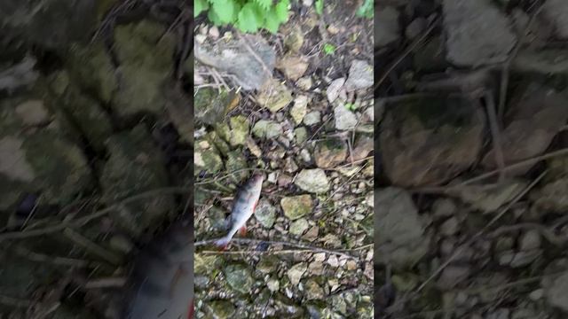 Окуней меньше ладони не ловим на реке Оке