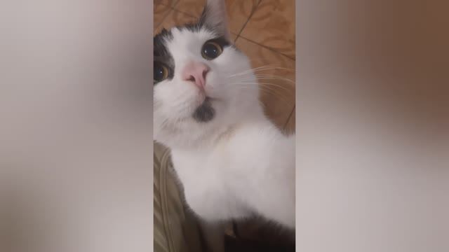 Просто Вася