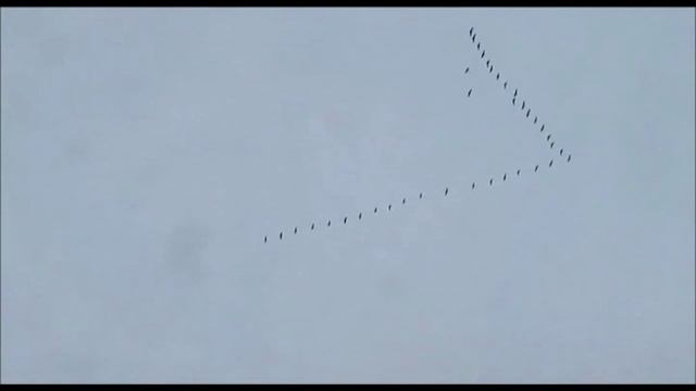 Конкурс солдатской песни среди осужденных_Видеоклип ИК-31 Журавли