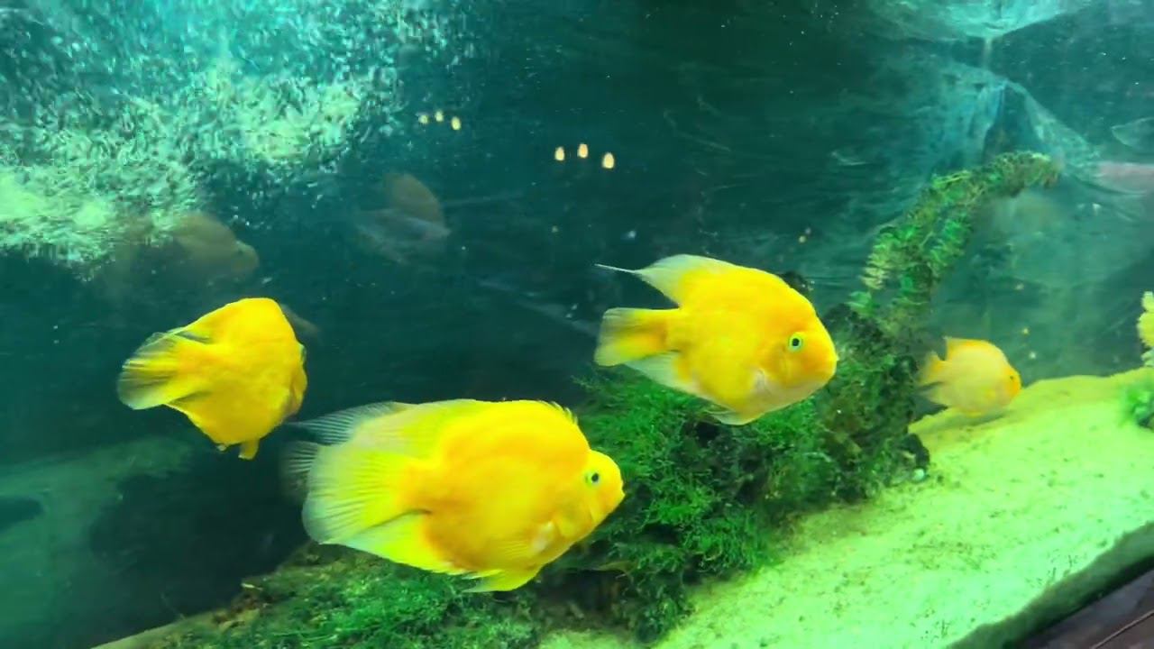 Ботанический сад в Уфе. обзор в оранжерее