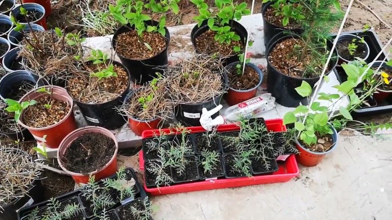 Мама переехала на дачу, экскурсия по участку брата, как дела рассказываю и показываю