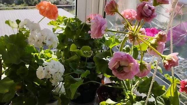 Пеларгония- герань! Супер сорта, цветушки, компашки - рекомендую!