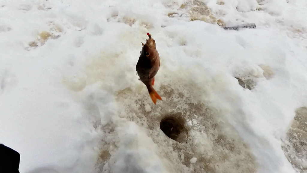 Поклевка окуня