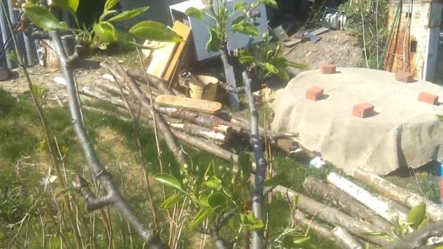 20180514 груша на коринке.mp4