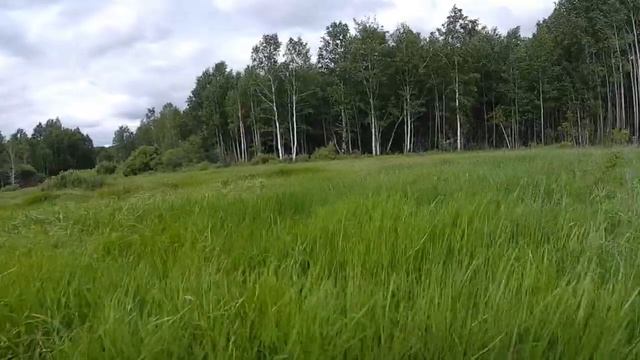 Омская область из окна машины (июнь) часть 3_Omsk region from the car window (June) part 3