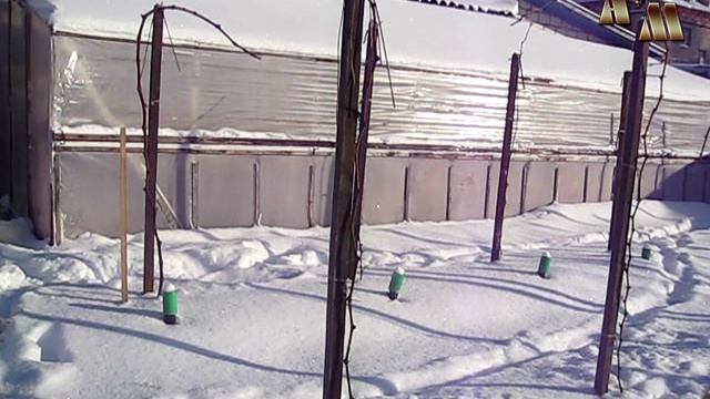 ? Укрытие винограда на зиму