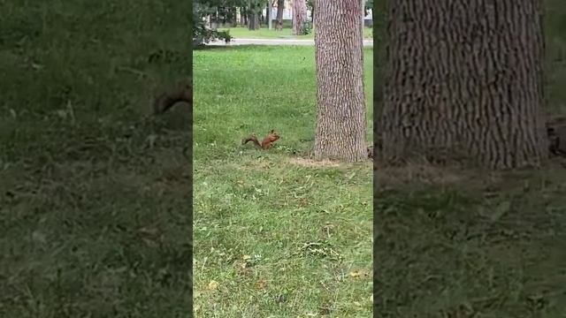 Белка и ворона.