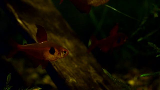 красный фантом - Hyphessobrycon sweglesi.mp4