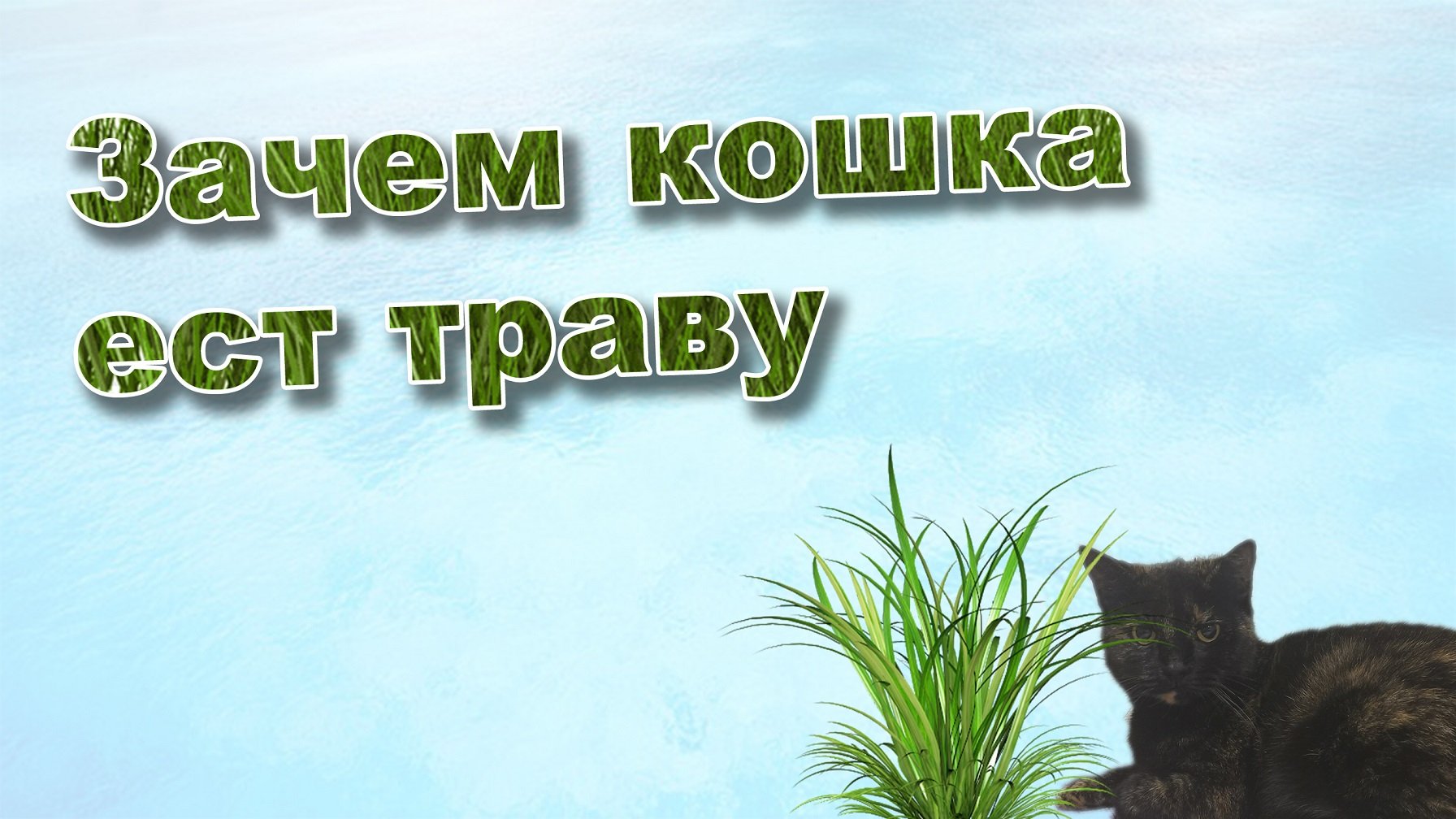 Нужно ли кошкам есть траву