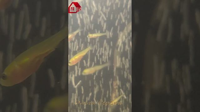 Малькам карпов-кои исполнилось 20 дней