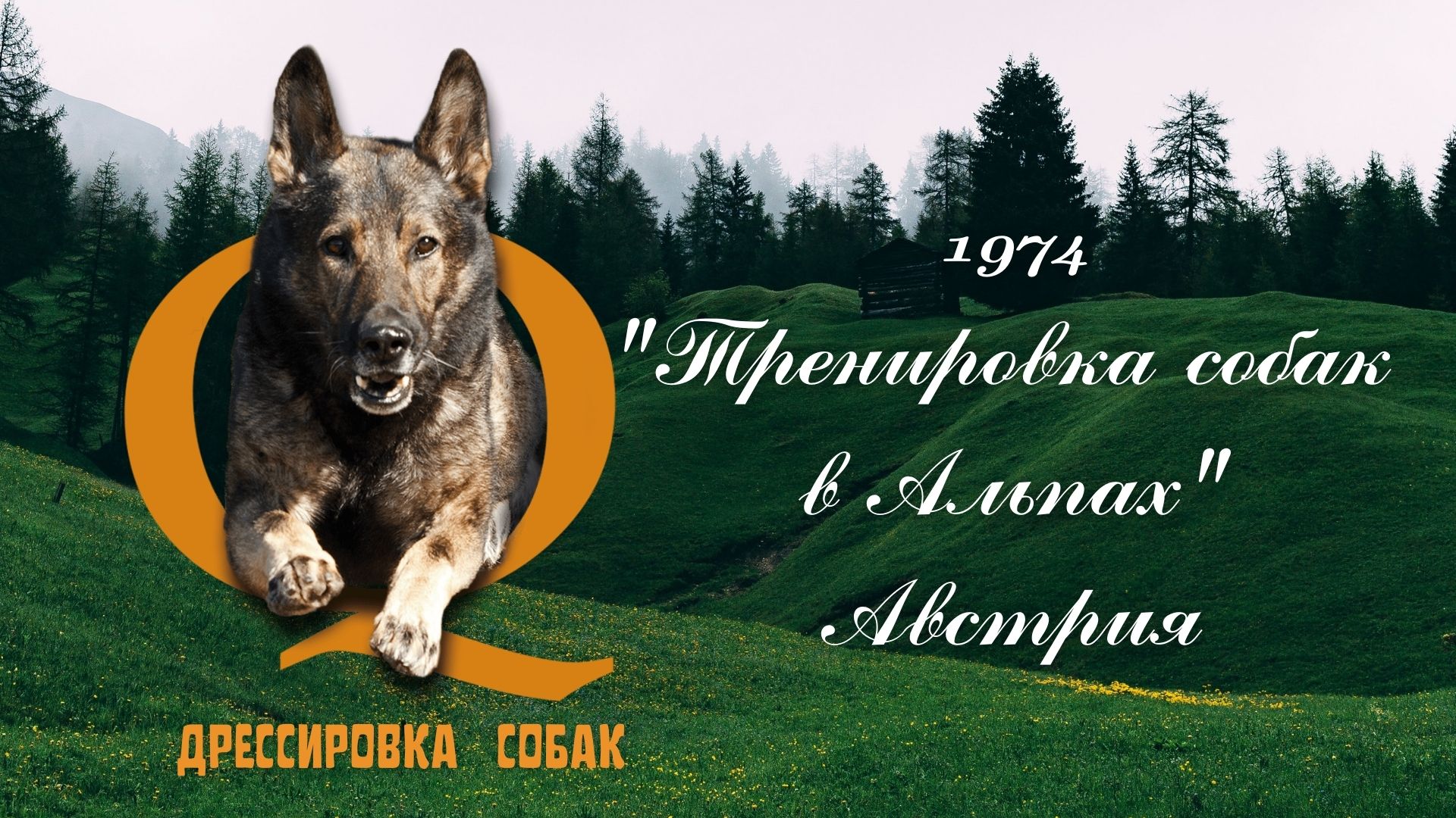 1974  Тренировка собак в Альпах, Австрия.