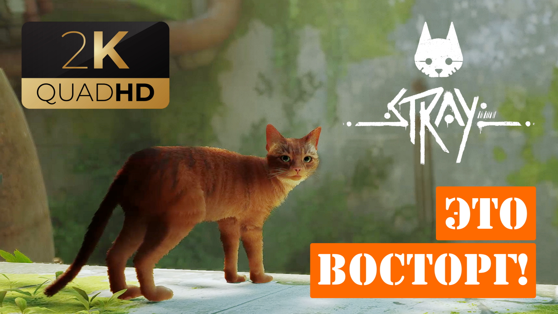 ЭТО ВОСТОРГ! - Stray #1 (2K, БЕЗ КОММЕНТАРИЕВ)
