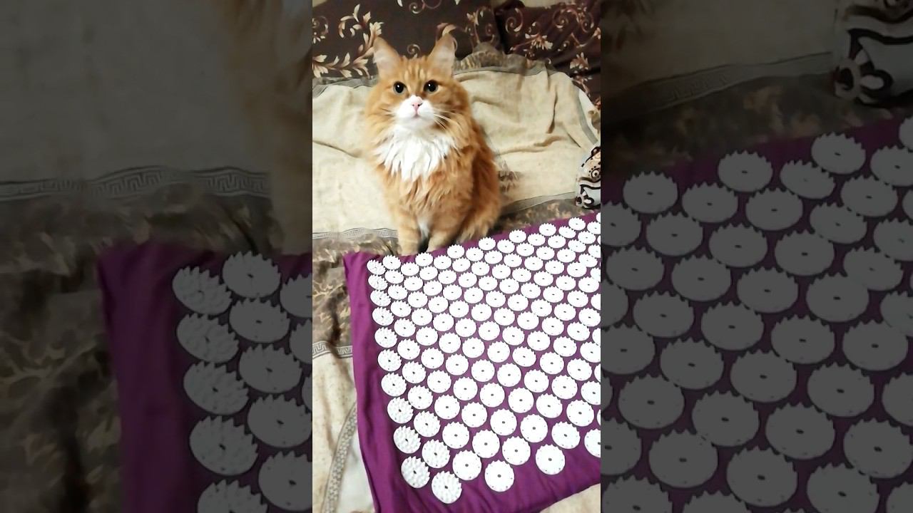 Котоэкспертиза колючего коврика🤔🤫😄👏 #персик #кот #животные