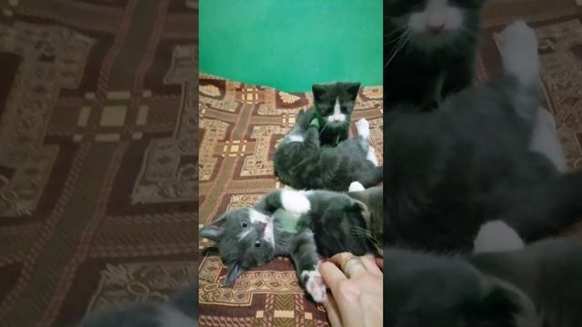 Карельские котята