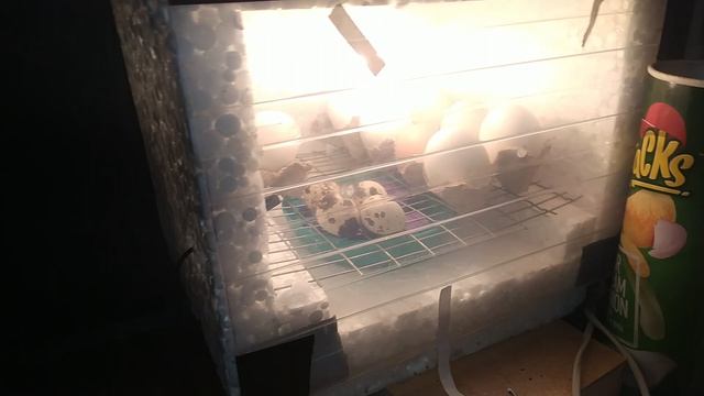 ВЫРАЩИВАНИЕ КУРИЦЫ В КВАРТИРЕ