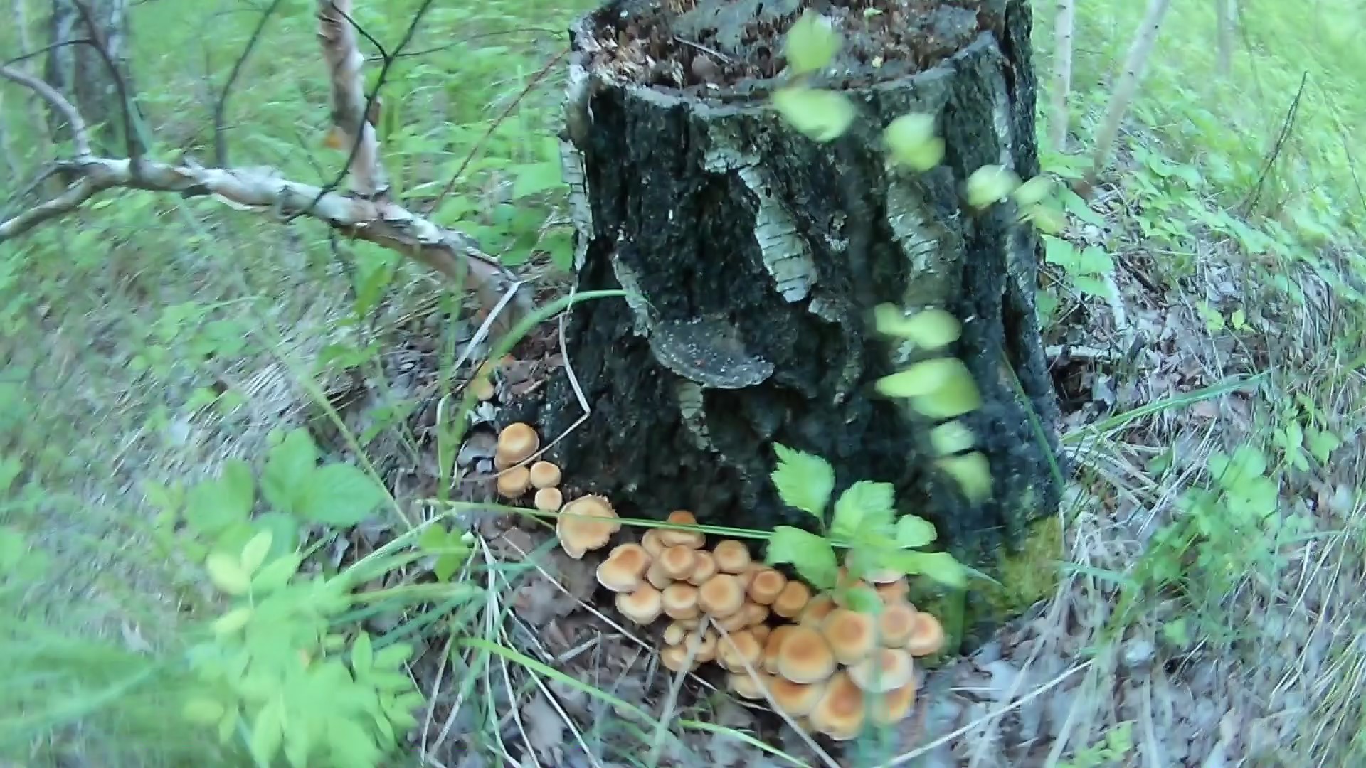 Летние опята