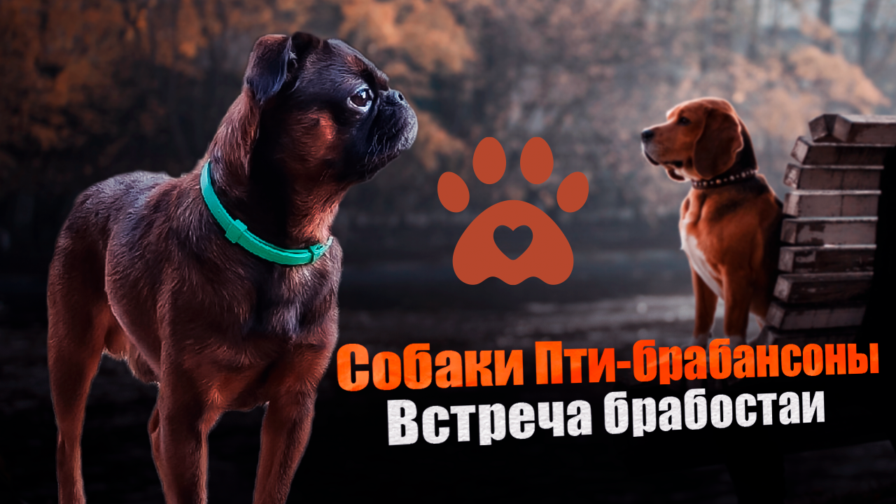 Встреча брабостаи.Любимые игры. Крепление для экшн камеры. Видео глазами собаки.