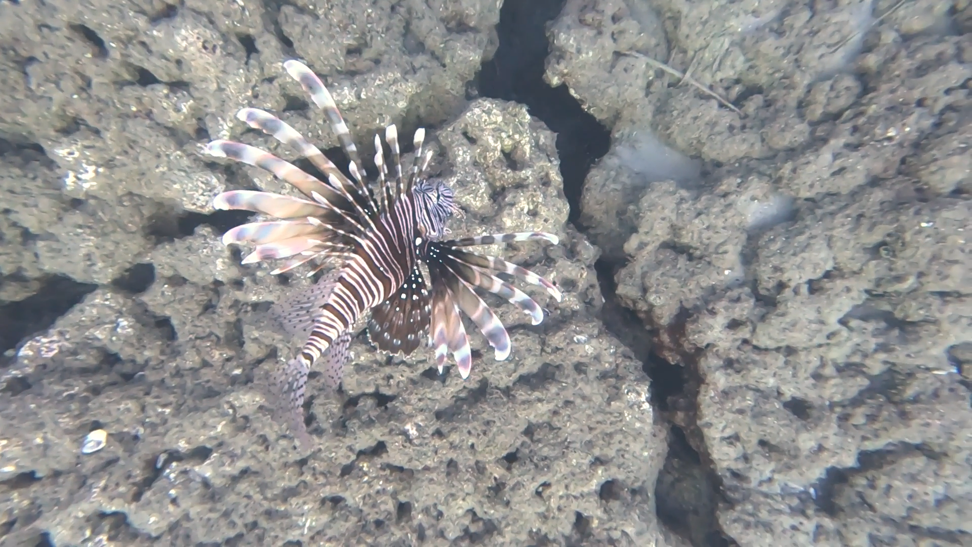 Аланья. Крылатка у берега на пляже Клеопатра.