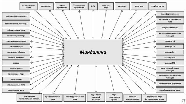 11.16.2 Подробное разъяснение. Миндалевидное тело. Часть вторая