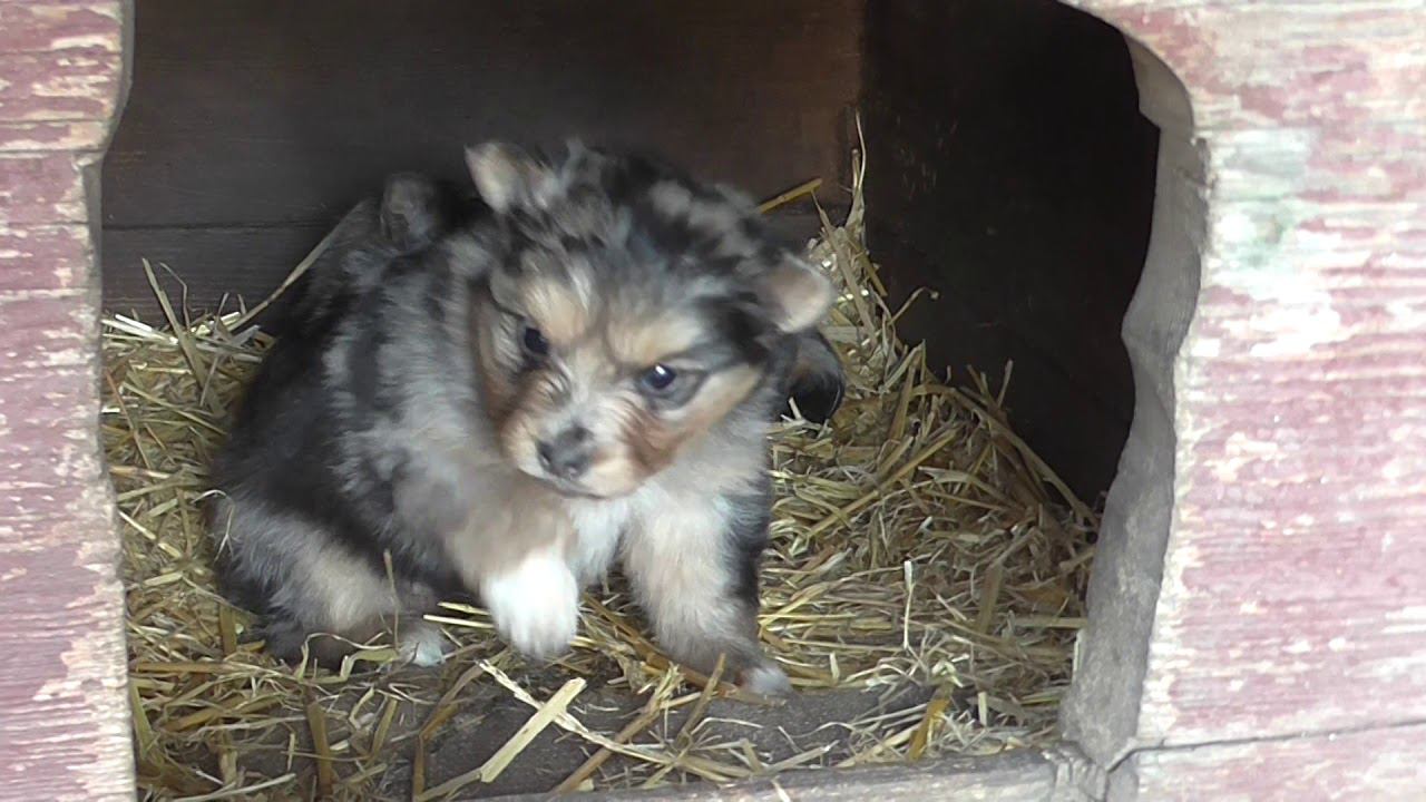 Щенки Акулины. Серия 1 - Нам завтра месяц...