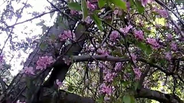 Сакура - Санкт Петербург