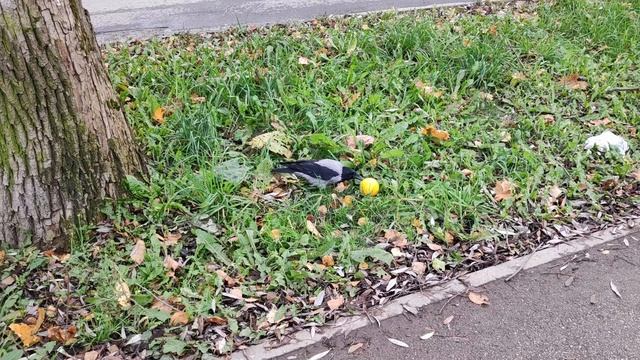 Ворона и мячик