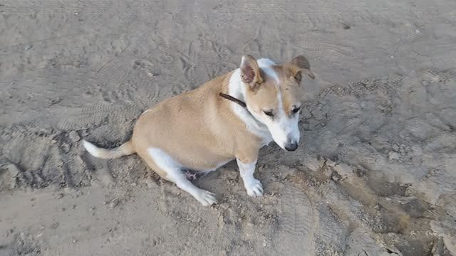 🐶#Забавные_животные_😂_#собаки_ 🐕_#видео