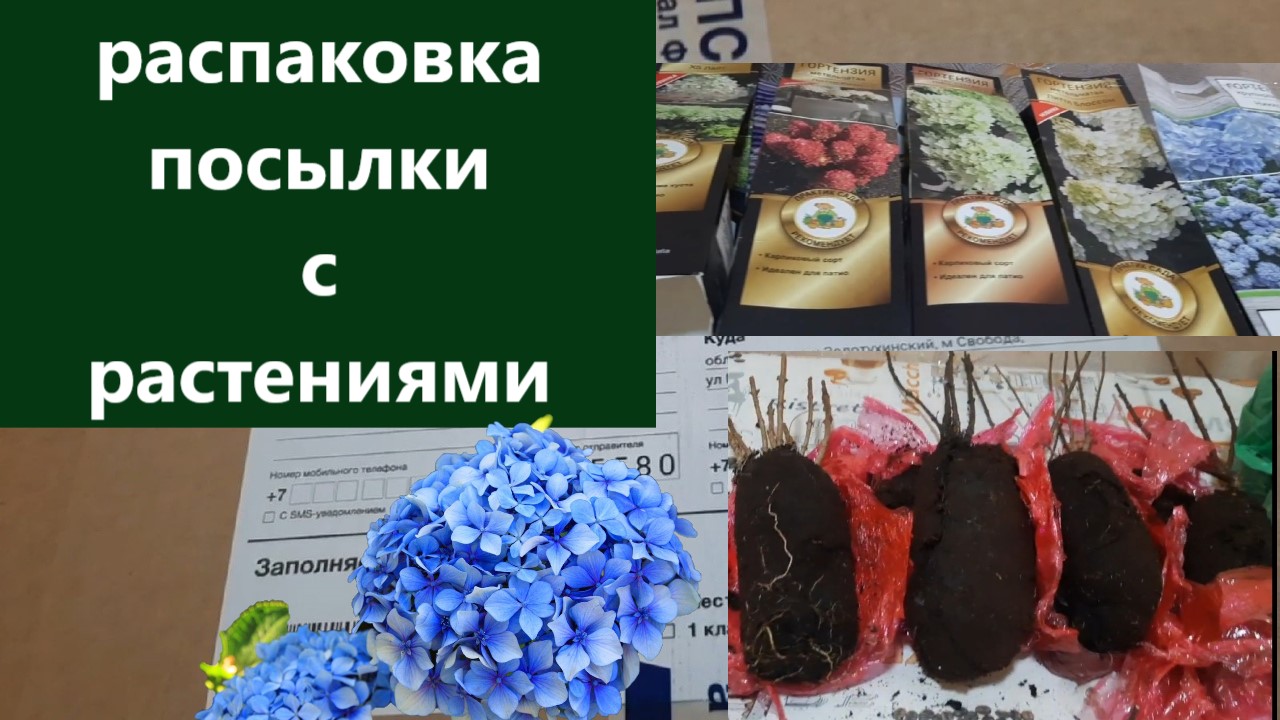 Распаковка посылки с гортензиями от Ирины Кормилицыной интернет магазин "Цветочные мечты"