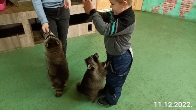 Поход к енотам.