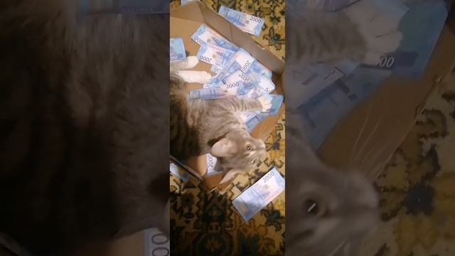 Кот Мажор/ Занимательные ролики о котах  #кот #котики #прикол
