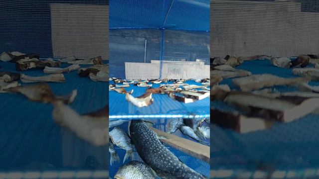 Сушилка для ягоды, грибов и рыбы 👍