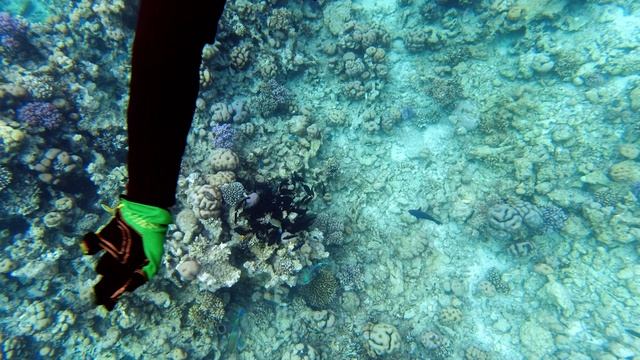 Юля-пугатель рыб 4К