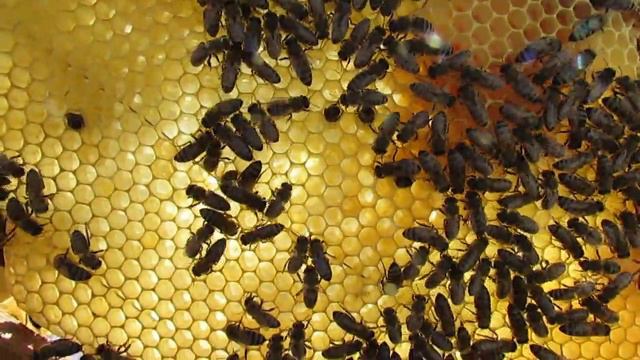 перевожу пчел на ячейку 4,9 - часть 61, ставлю рамку в цент гнезда с полоской вощины