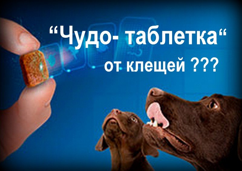"Чудо-таблетка" от клещей! Никогда не давайте ЭТО своей собаке!