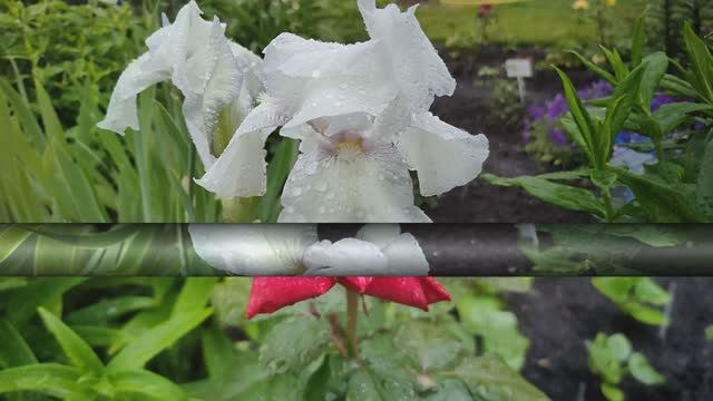 Дождь... цветы