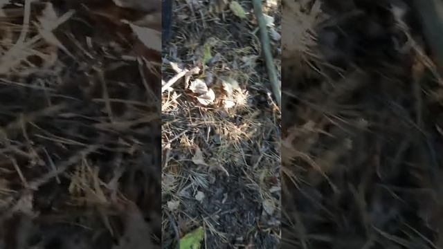 ? Левша потерял гвоздик когда блоху подковывал