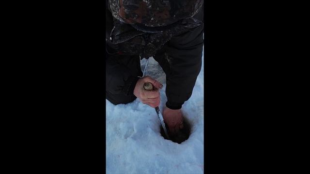 Гигантский Налимище Не лезит в лунку на 200,,,!!! #shorts