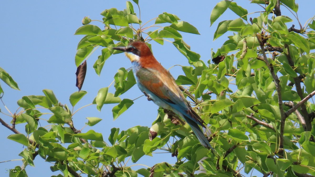 Щурка золотистая охотится на стрекоз