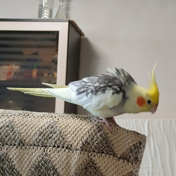 Тоша развлекается...