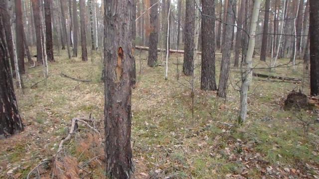 Ориентирование в тайге, квартальная просека 2