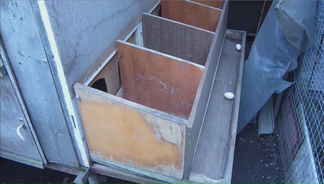 Курятник летний для кур гнездо с яйцесборником сделать самому видео